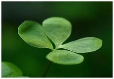 Марсилия - Marsilea quadrifolia